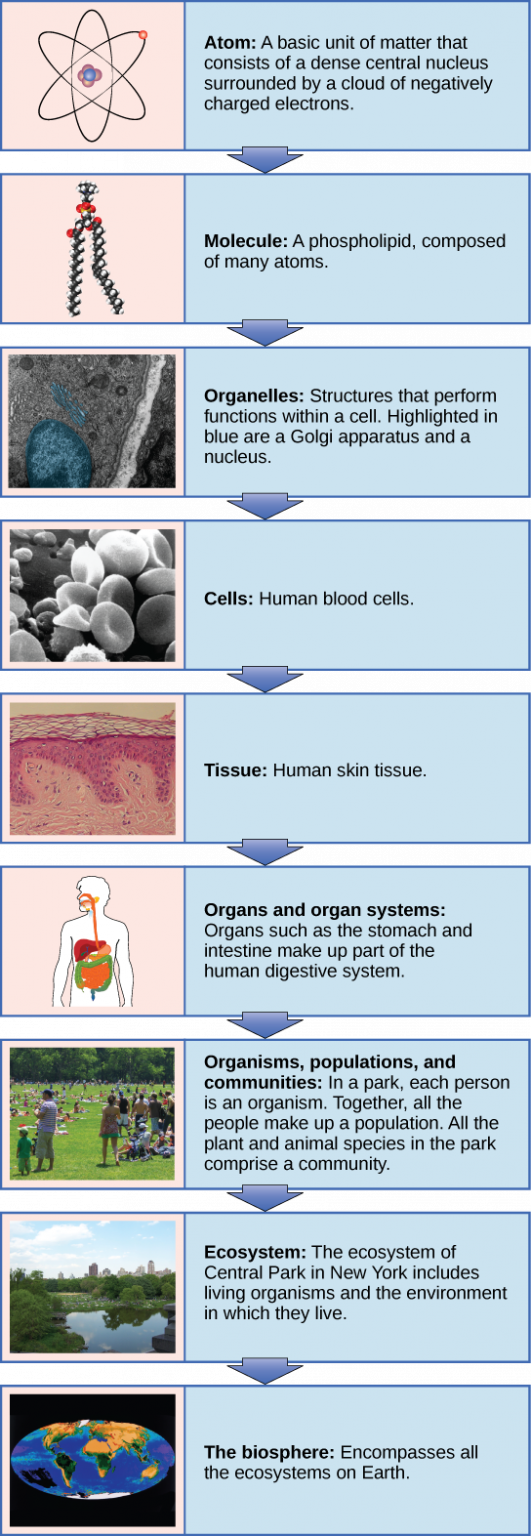 Chapter 2: Organization of Life – Human Biology