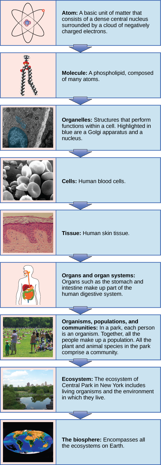 Chapter 2: Organization of Life – Human Biology