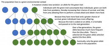 Chapter 12: Evolution – Human Biology