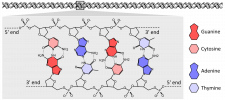 12.2 DNA Structure – College Biology I