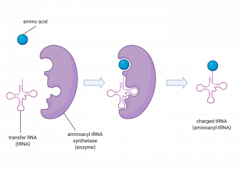 14.2 The Protein Synthesis Machinery – College Biology I