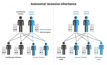 20.3 Pedigree Analysis – College Biology I