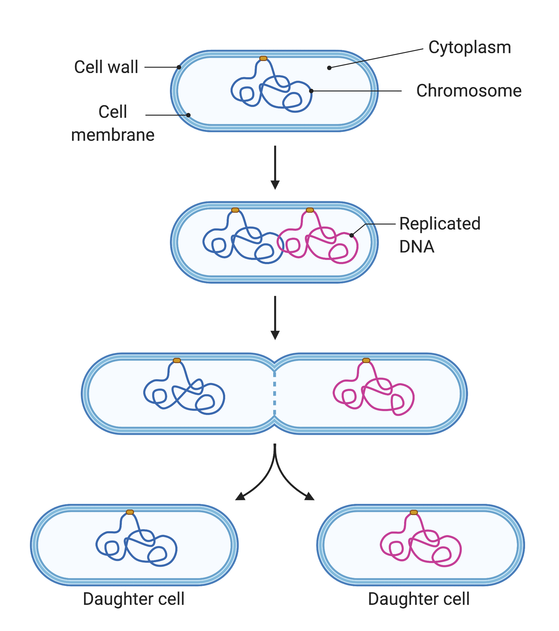 16.1 Cell Division and Genomic DNA – College Biology I
