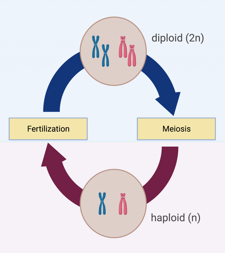 18.1 Sexual Reproduction – College Biology I