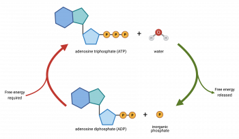 21.4 The ATP cycle – College Biology I