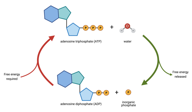 21.4 The ATP cycle – College Biology I