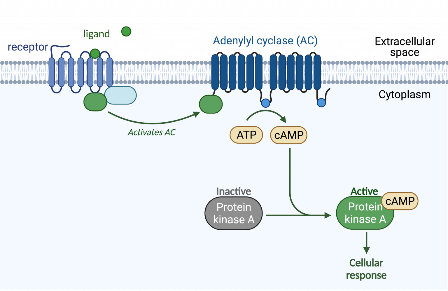 11.3 Signal Transduction – College Biology I