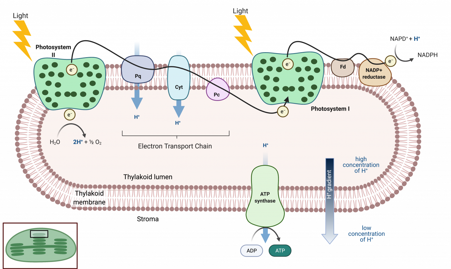 24.3 The Light-Dependent Reactions – College Biology I