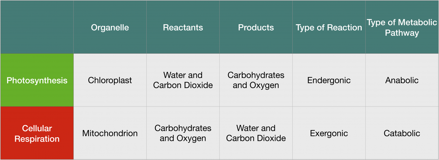 22.1 The Energy Transformations that Sustain Life – College Biology I