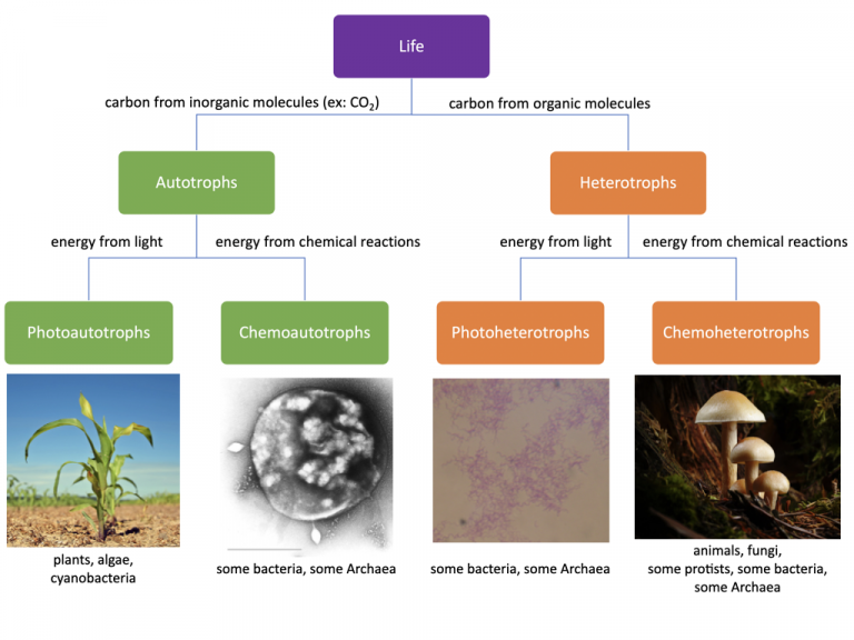 21.1 Metabolism – College Biology I