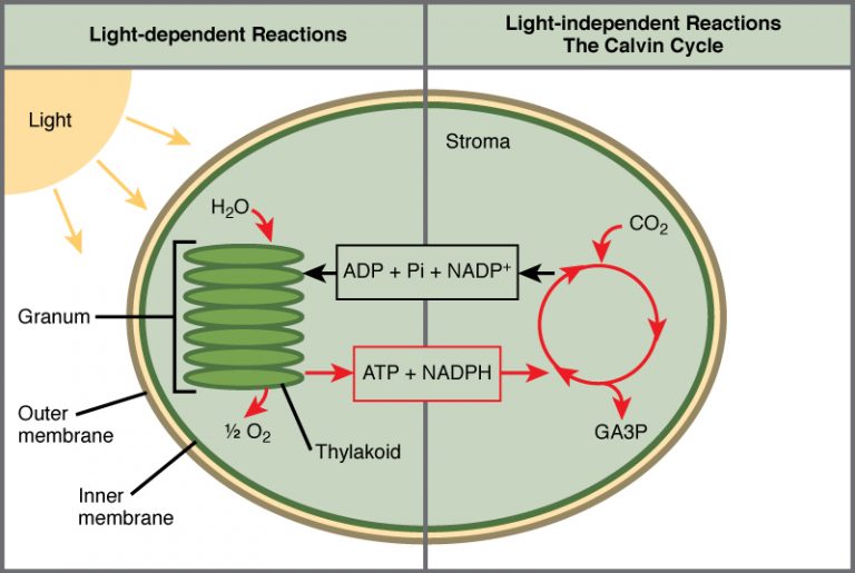 24.1 Overview of Photosynthesis – College Biology I