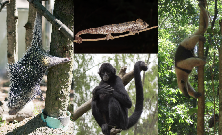 3.4 Evidence for Evolution – College Biology I