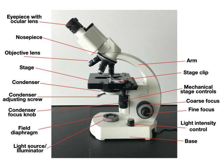 Background: Introduction to Microscopes – Biology 1615 – College ...